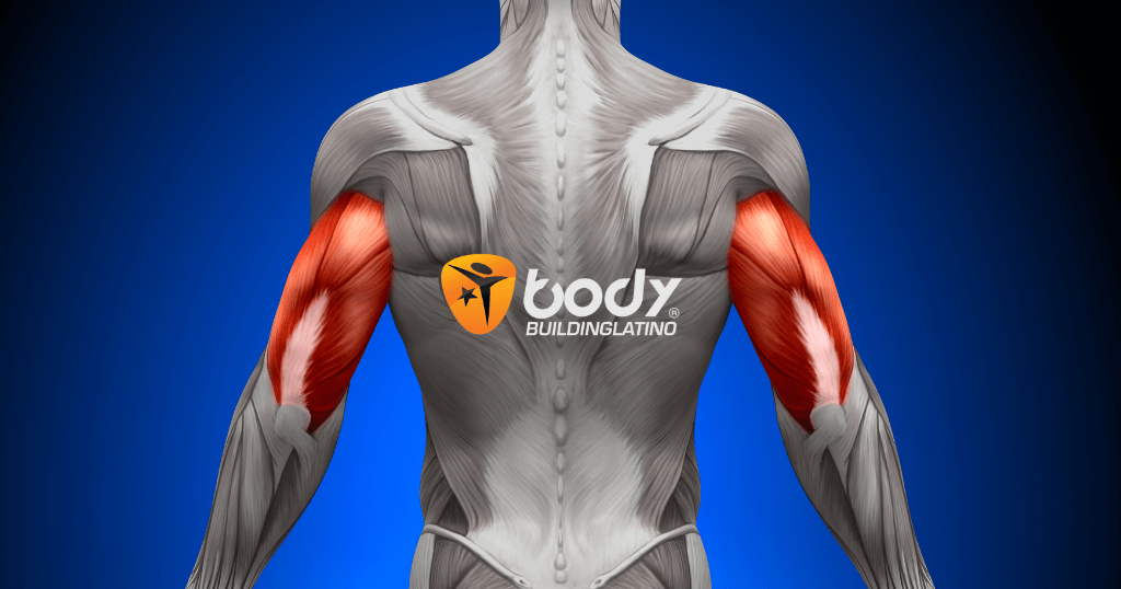 Guía de Entrenamiento de Triceps para aumentar de tamaño
